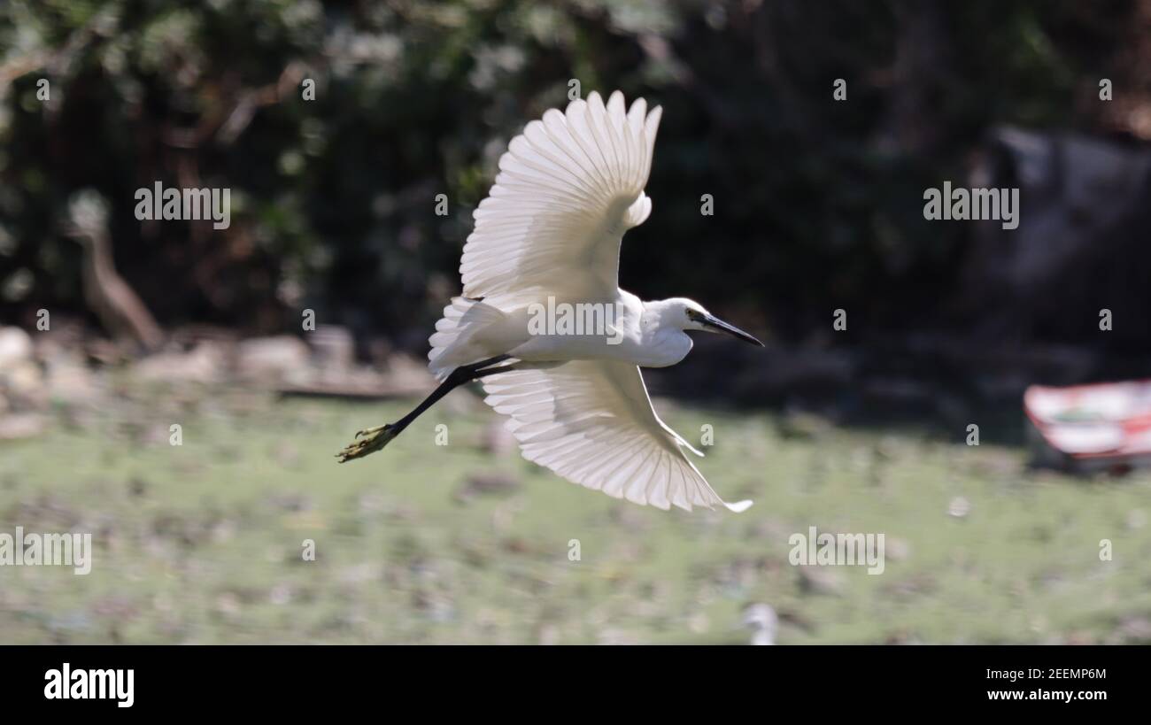 Birds in flight photography hi-res stock photography and images - Alamy