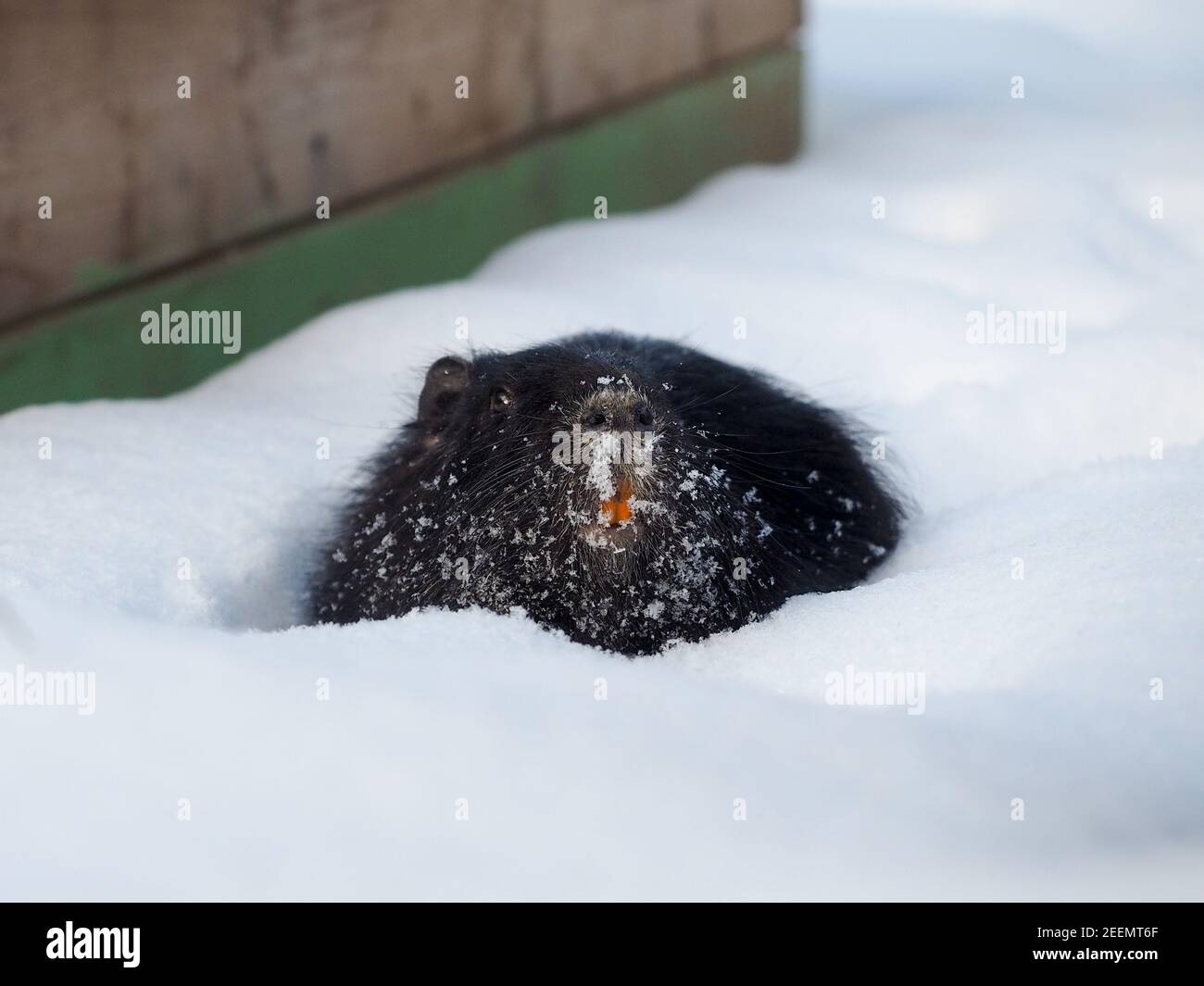 A nutria rodent in a snowdrift. Animal walk in winter Stock Photo - Alamy