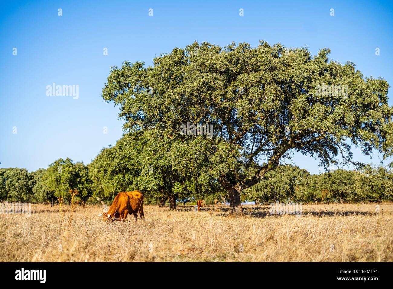 Portugal cork tree hi-res stock photography and images - Alamy