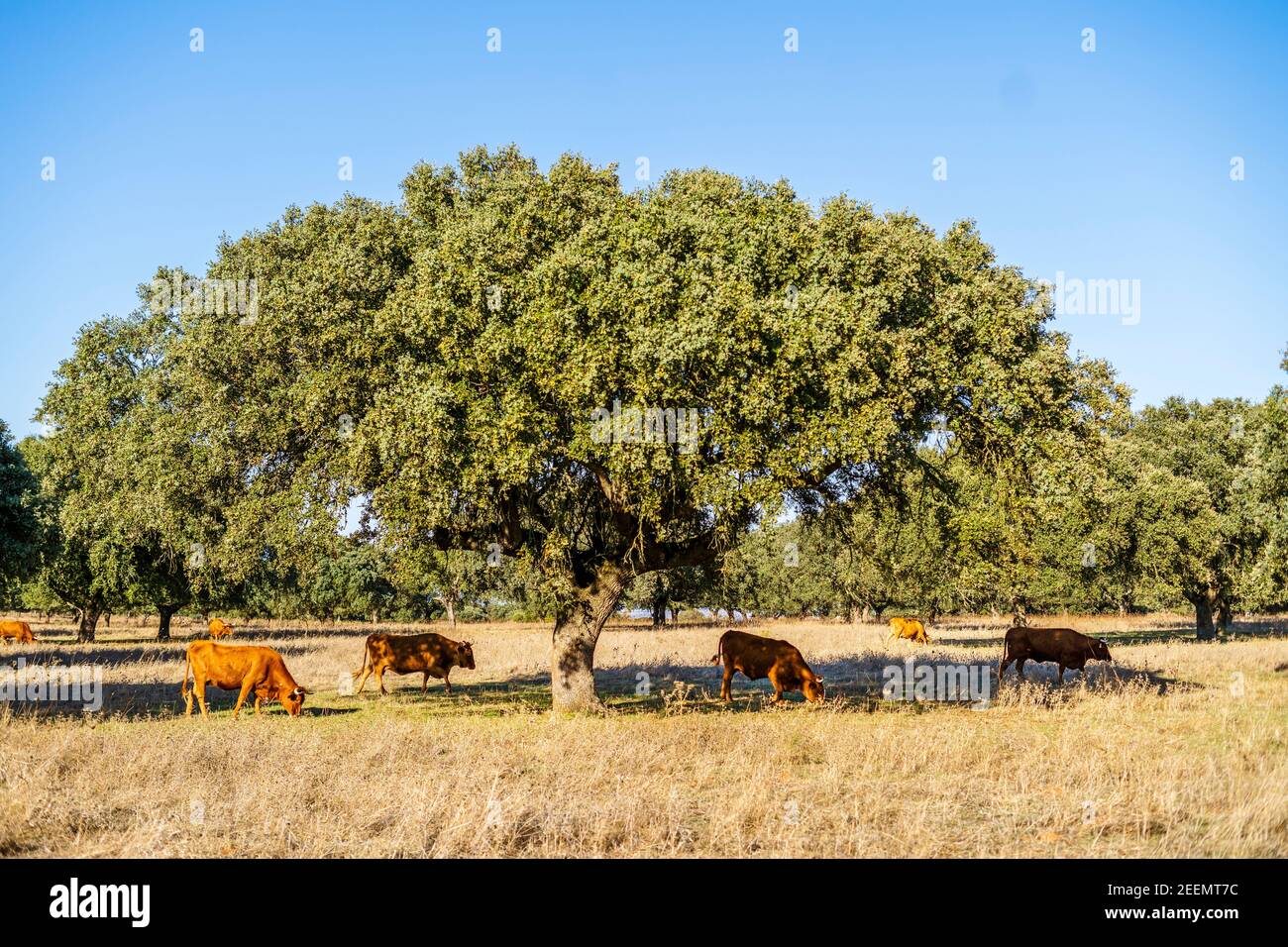 Cork trees portugal hi-res stock photography and images - Alamy