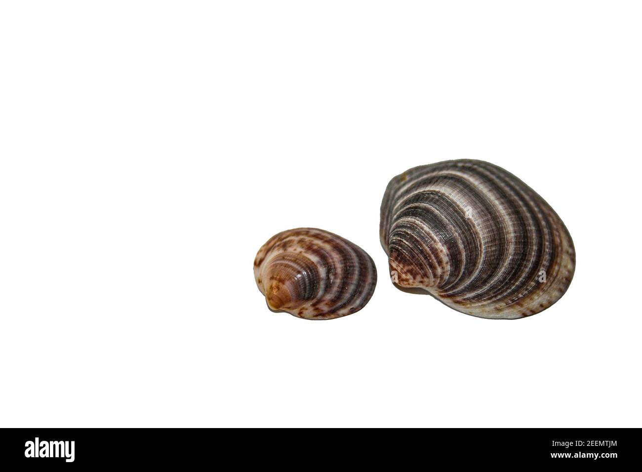 Shells isolated on white background Stock Photo - Alamy