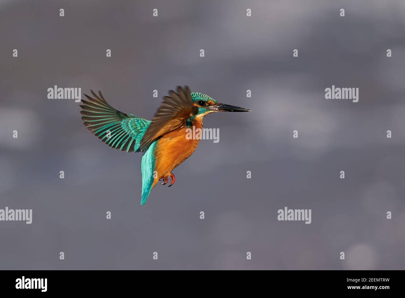Common kingfisher in its natural habitat in Denmark Stock Photo - Alamy