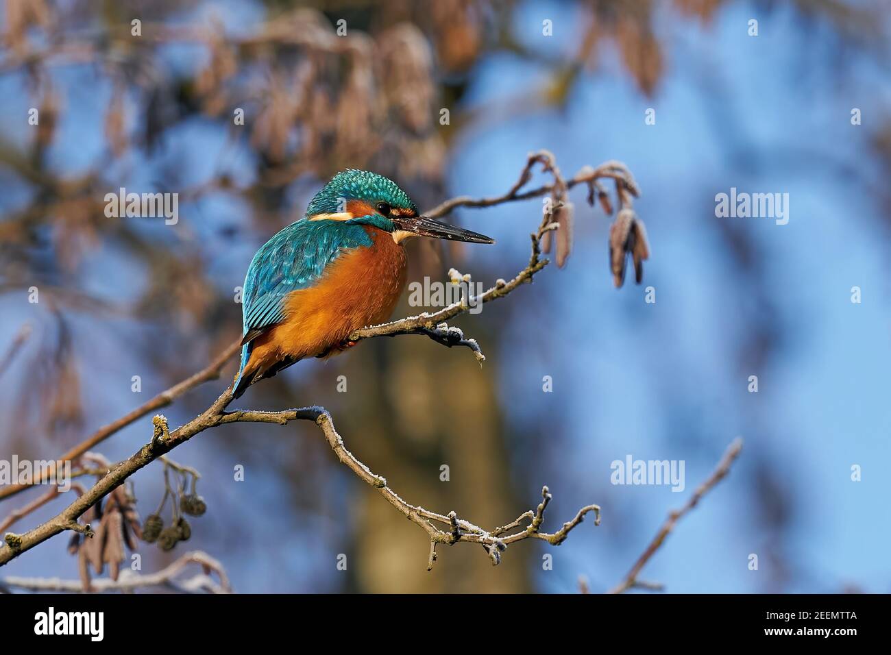Common kingfisher in its natural habitat in Denmark Stock Photo - Alamy