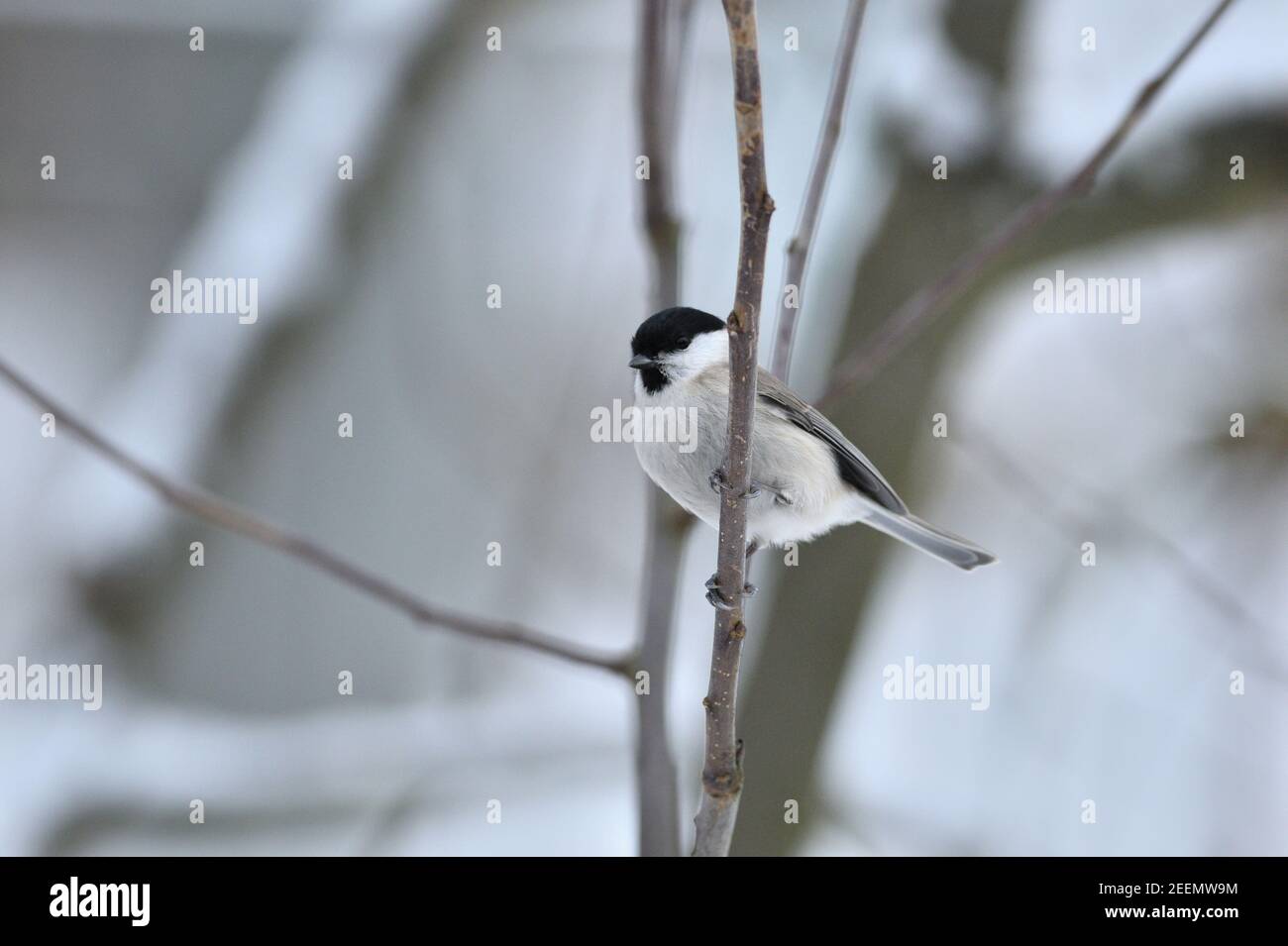 Marsh titmouse sitting on the branch in snowy winter garden Stock Photo ...