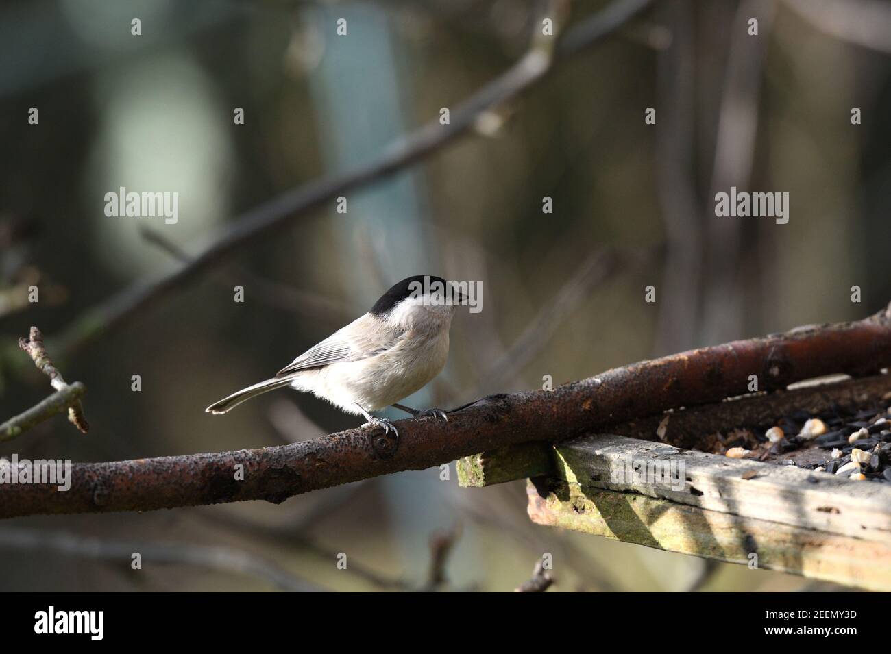 Marsh titmouse sitting on the branch in snowy winter garden Stock Photo ...