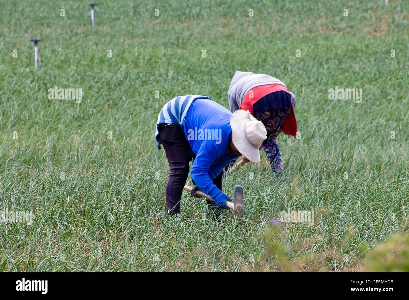Welsh peasant women hi-res stock photography and images - Alamy