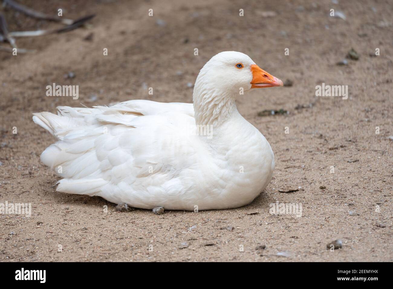White goose sitting on the ground Stock Photo - Alamy