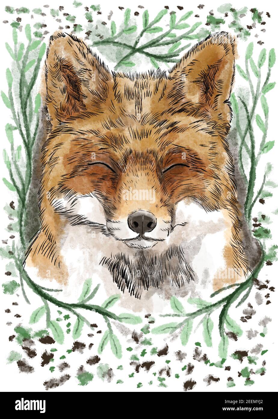 smiling fox illustration Stock Photo - Alamy