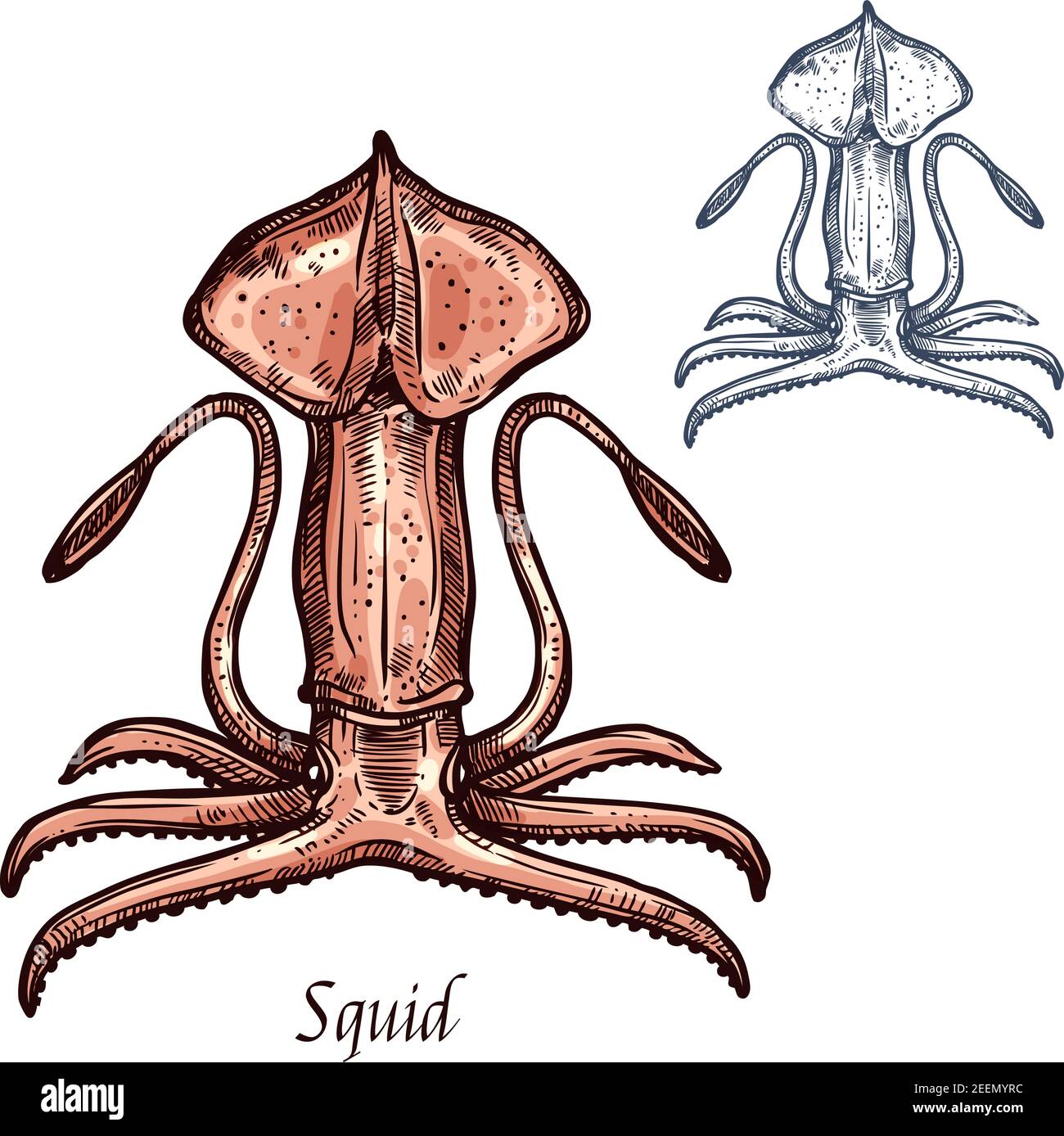 Squid sketch. Sea animal symbol of common squid or calamari with raised ...