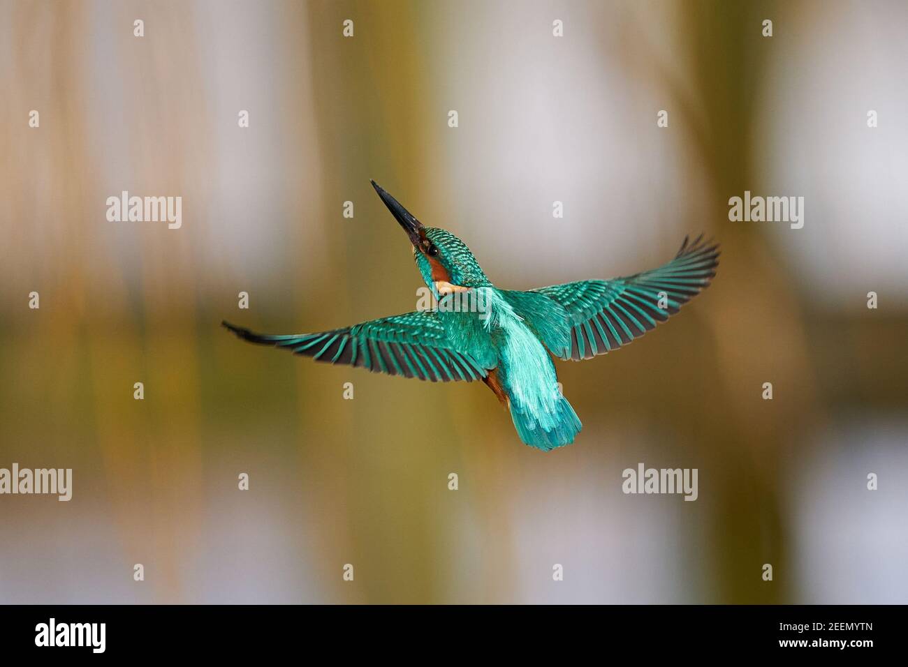Common kingfisher in its natural habitat in Denmark Stock Photo - Alamy
