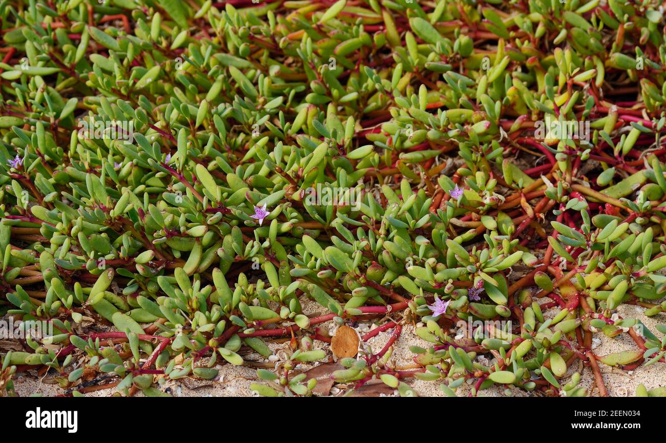 Portulaca, flowering succulent plant, fleshy leaves, small lavender ...
