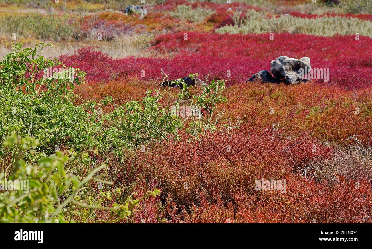 colorful autumn vegetation, seasonal change, nature, South America ...
