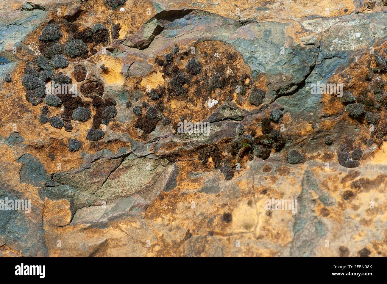 Great background image of brown moss growing on sandstone rock Stock ...