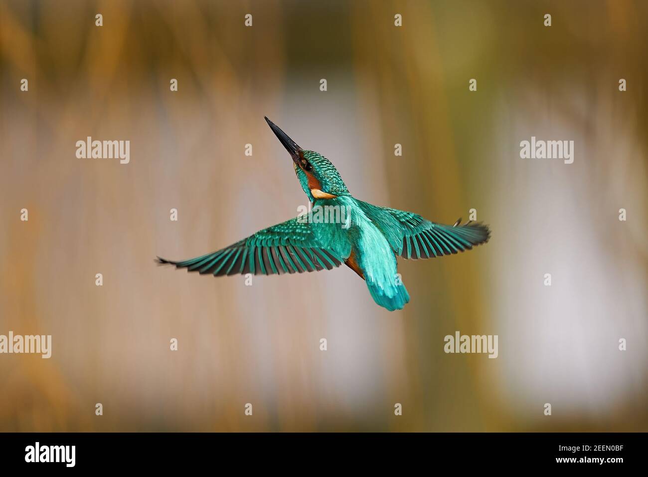 Common kingfisher in its natural habitat in Denmark Stock Photo - Alamy