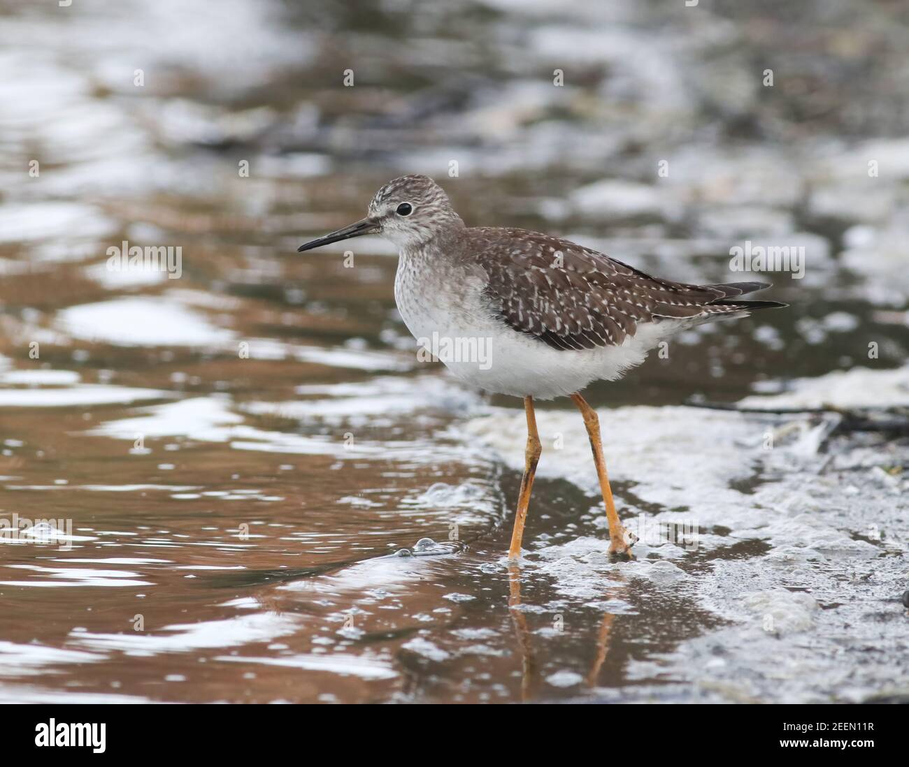Small wading bird hi-res stock photography and images - Alamy