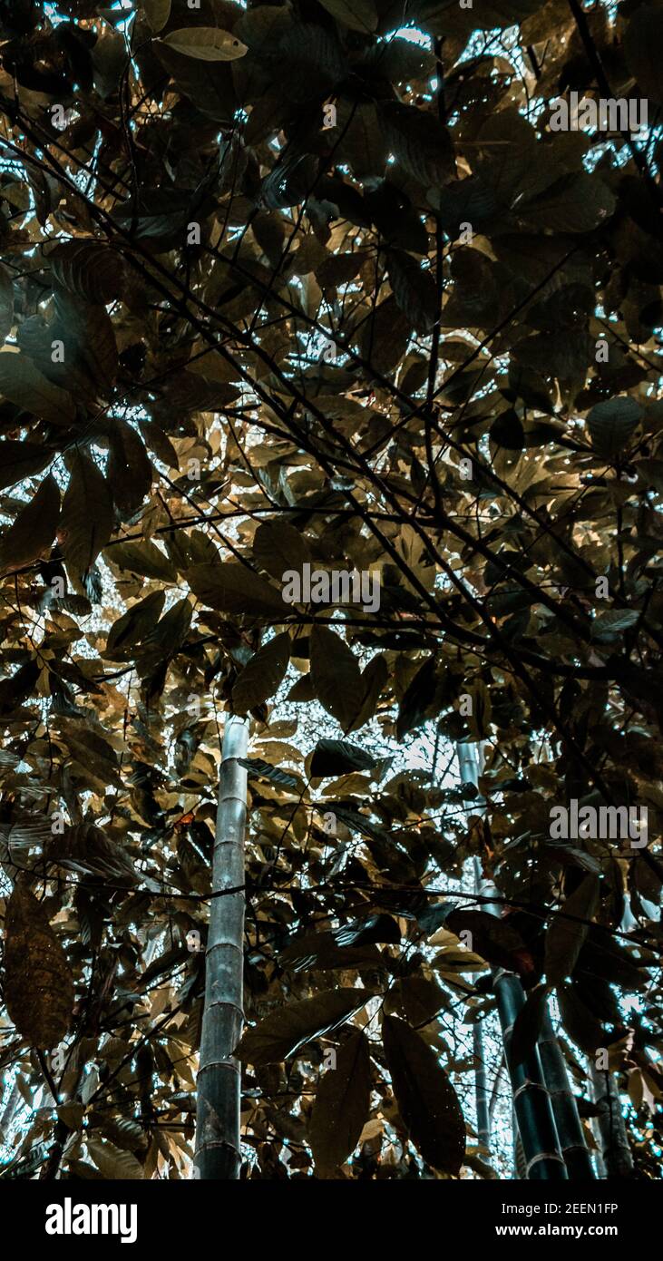 Low angle shot of a tree in the forest Stock Photo - Alamy