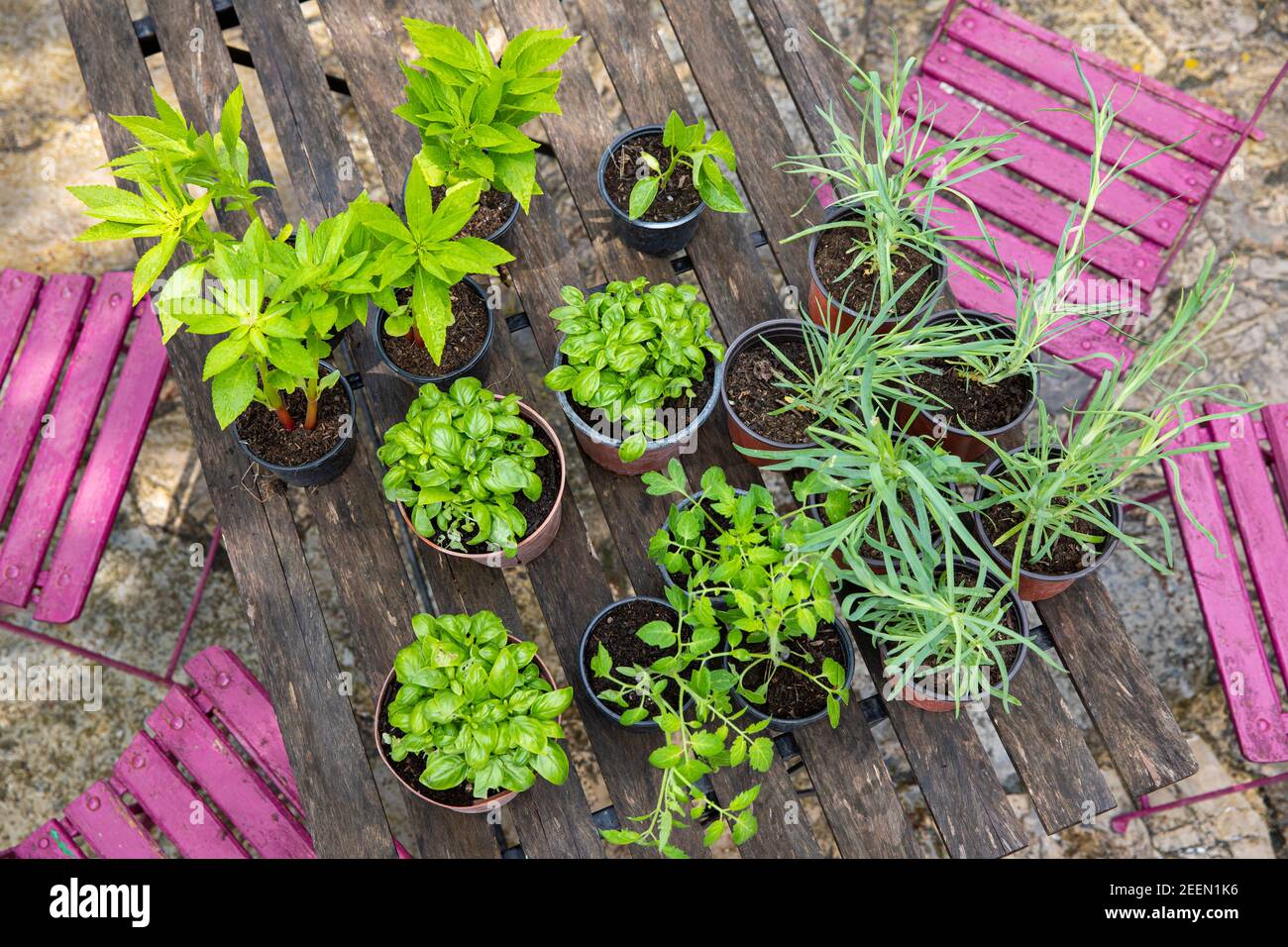 Kitchen garden plant hi-res stock photography and images - Alamy
