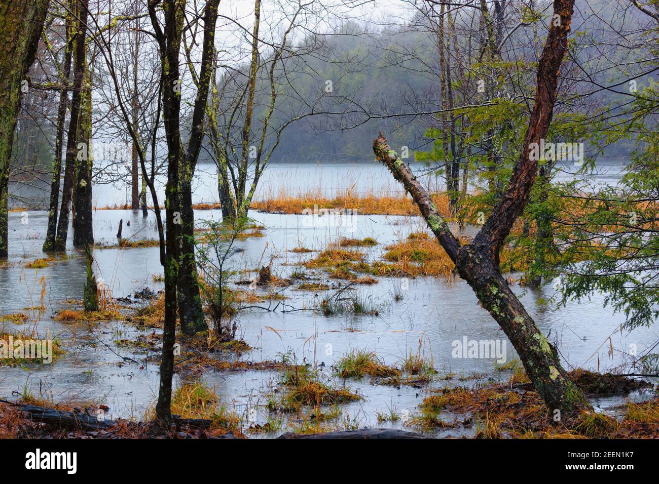 Landscape view while hiking in the rain and fog at Bays Mountain Park ...