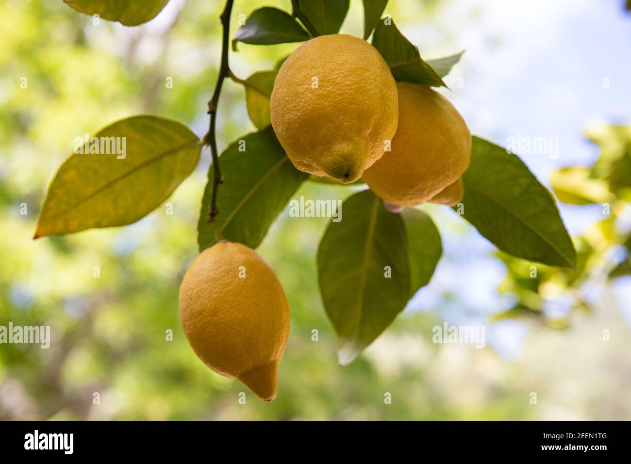 Lemons growing on a tree Stock Photo - Alamy