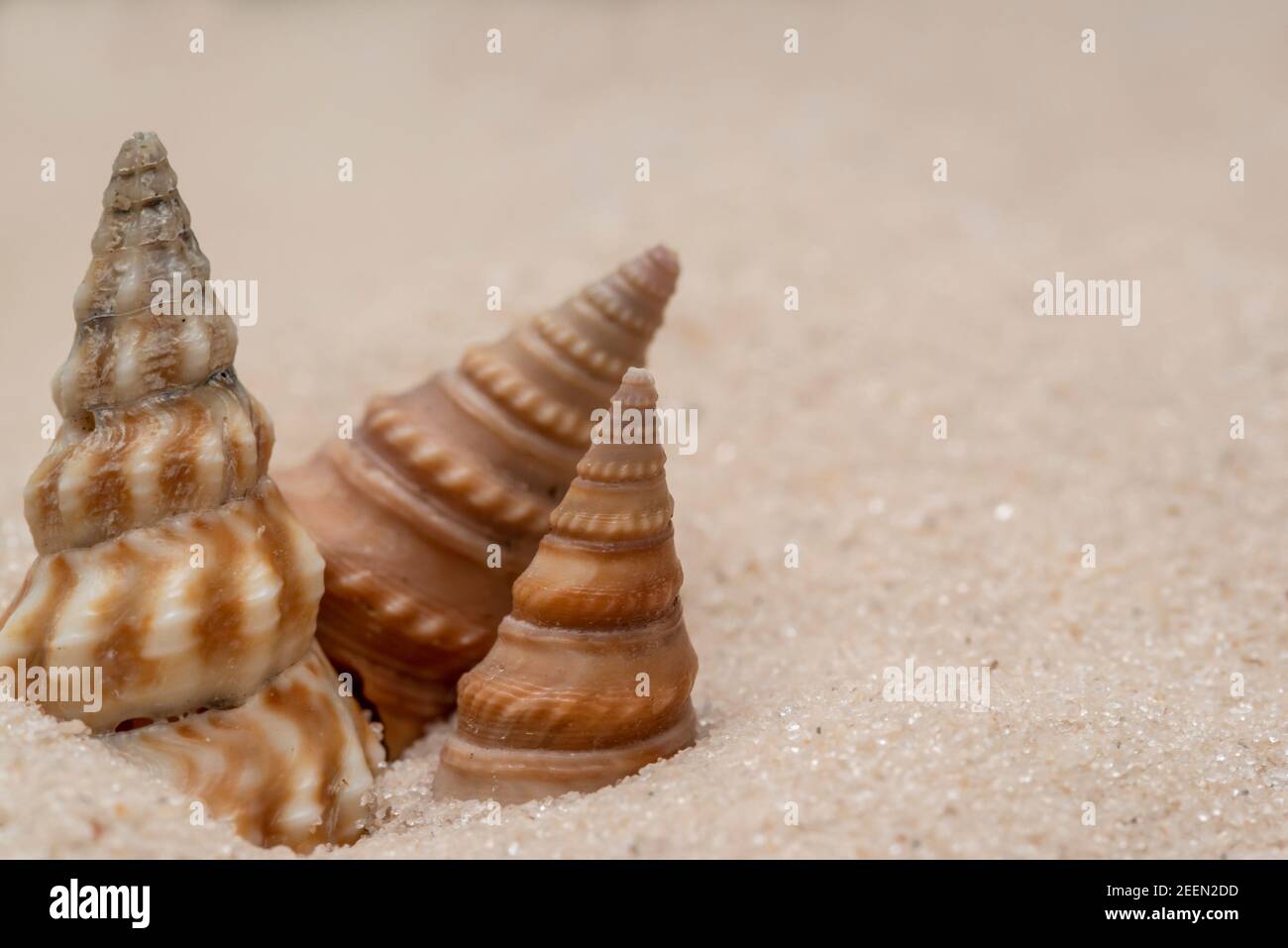 Three small seashells on a sandy beach. Summer background Stock Photo ...