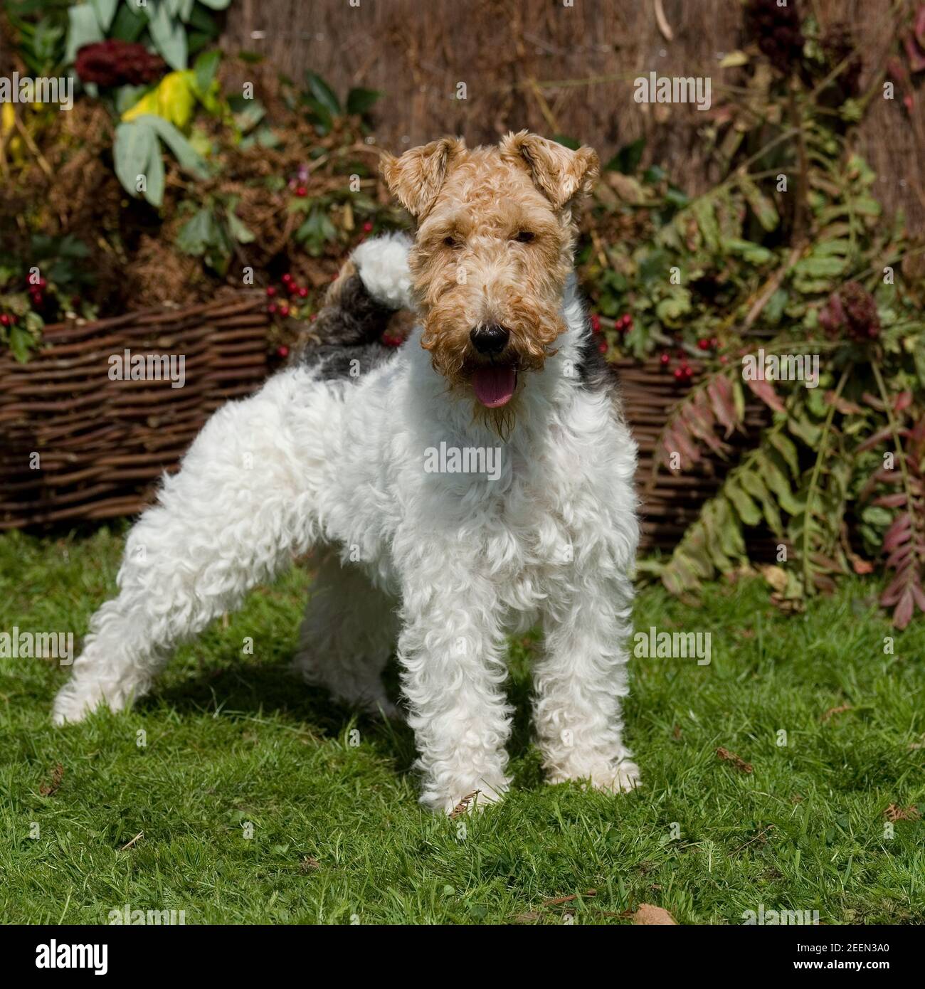 Happy fox terrier hi-res stock photography and images - Alamy