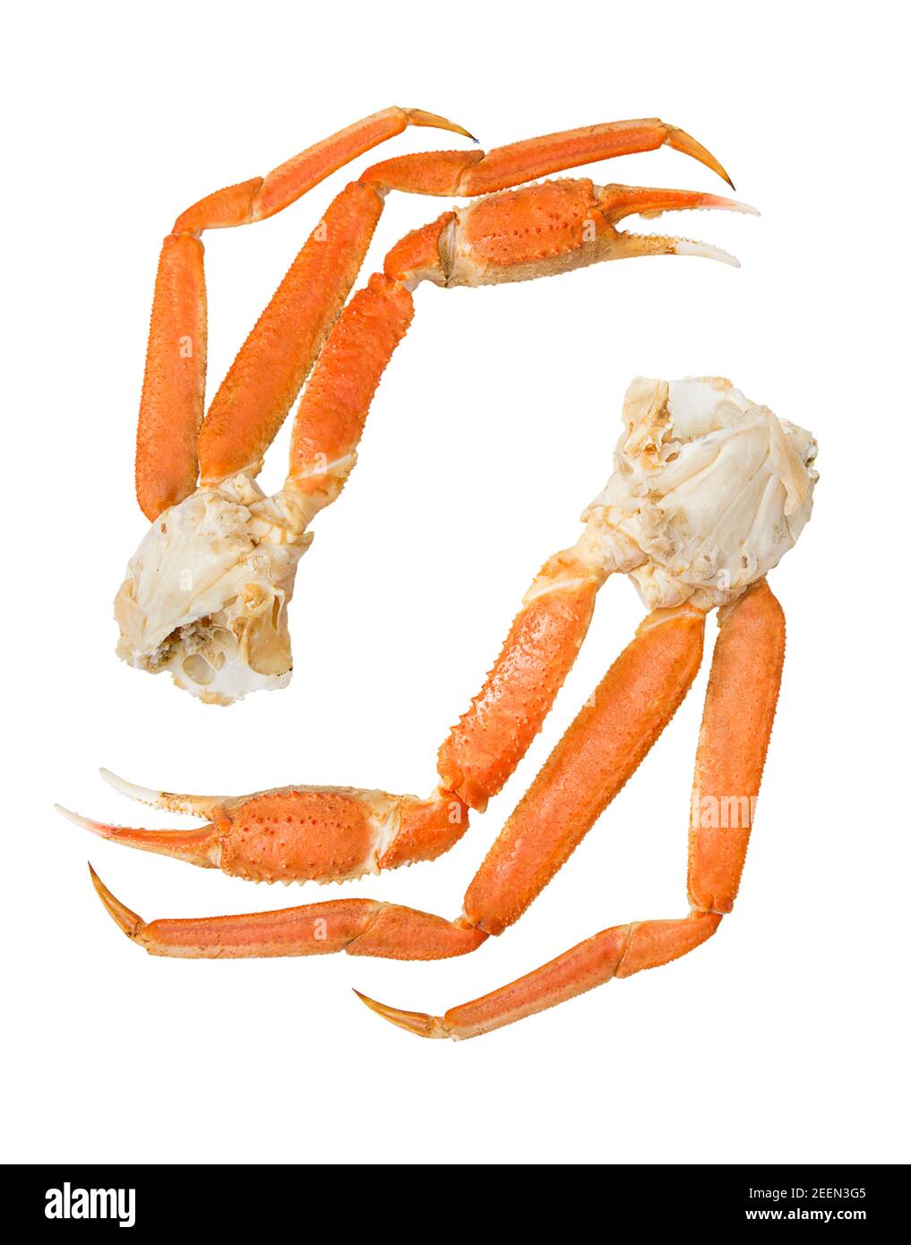 Snow crab clusters isolated on a white background Stock Photo - Alamy
