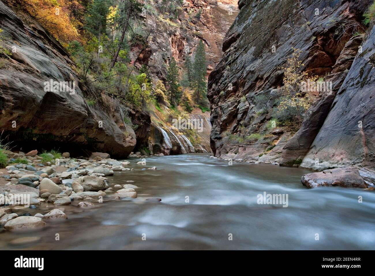 Fall color and boulders in the Virgin River Narrows, Zion National Park ...