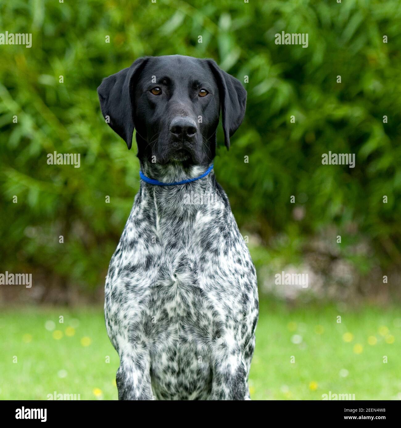 german shorthaired pointer Stock Photo - Alamy