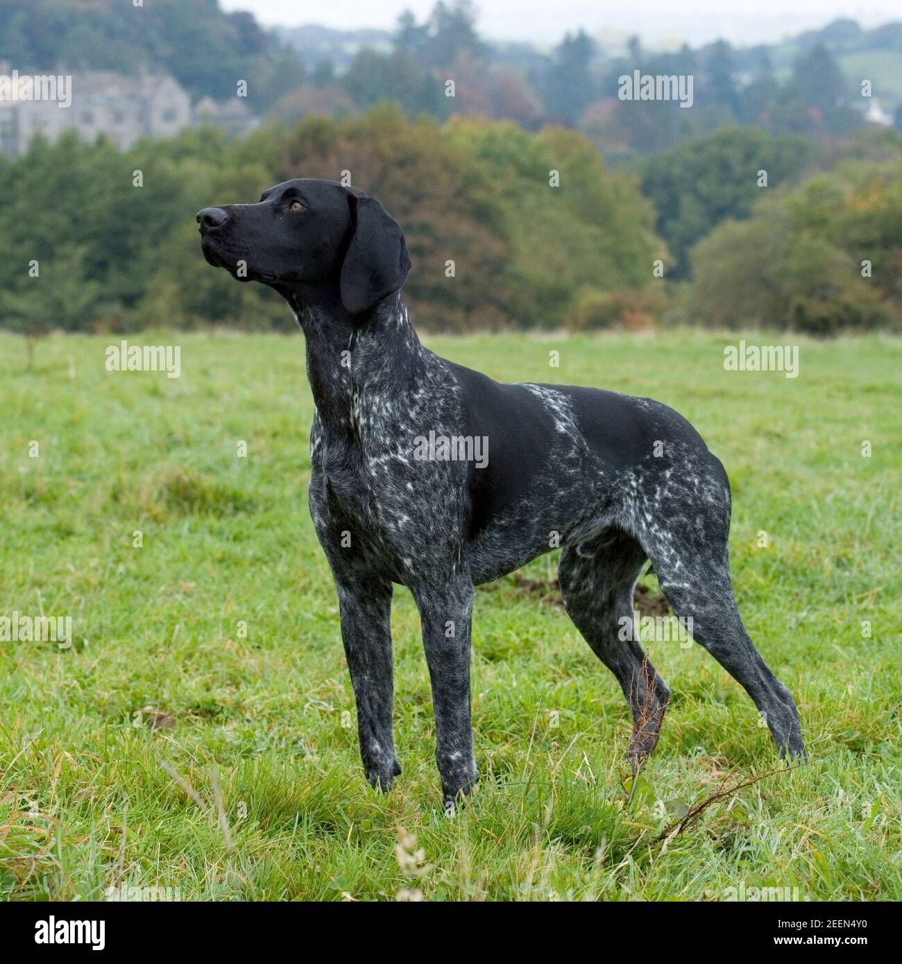 Male german shorthaired pointer hi-res stock photography and images - Alamy