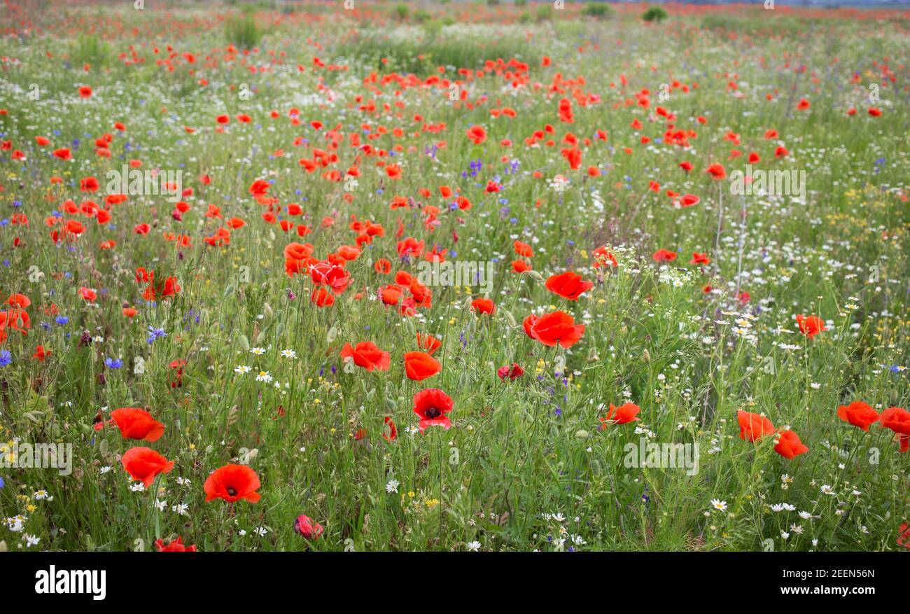 Colorful landscape of natural flower meadows in red - green colors ...