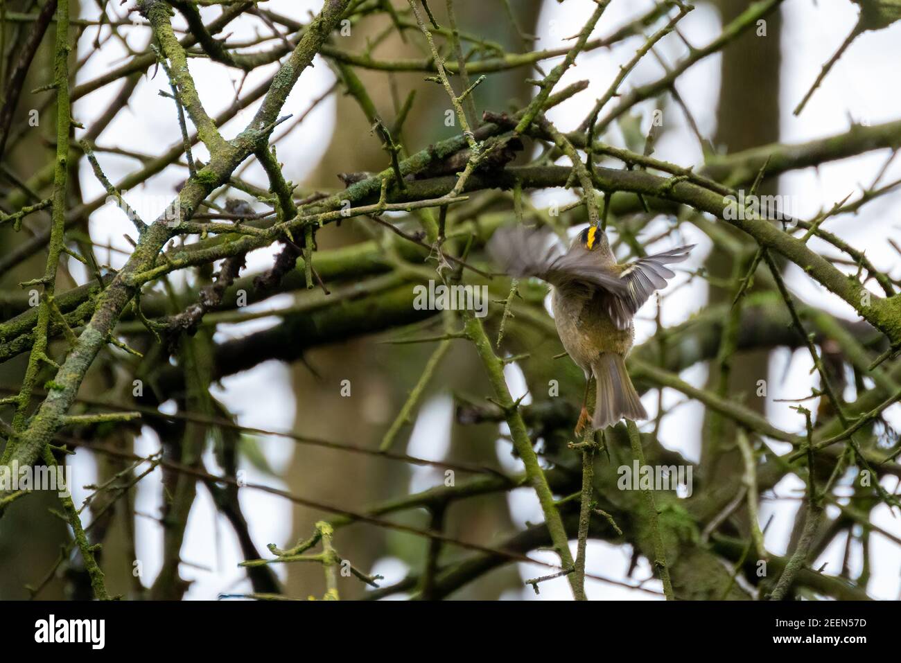 Green hedgerow insects hi-res stock photography and images - Alamy