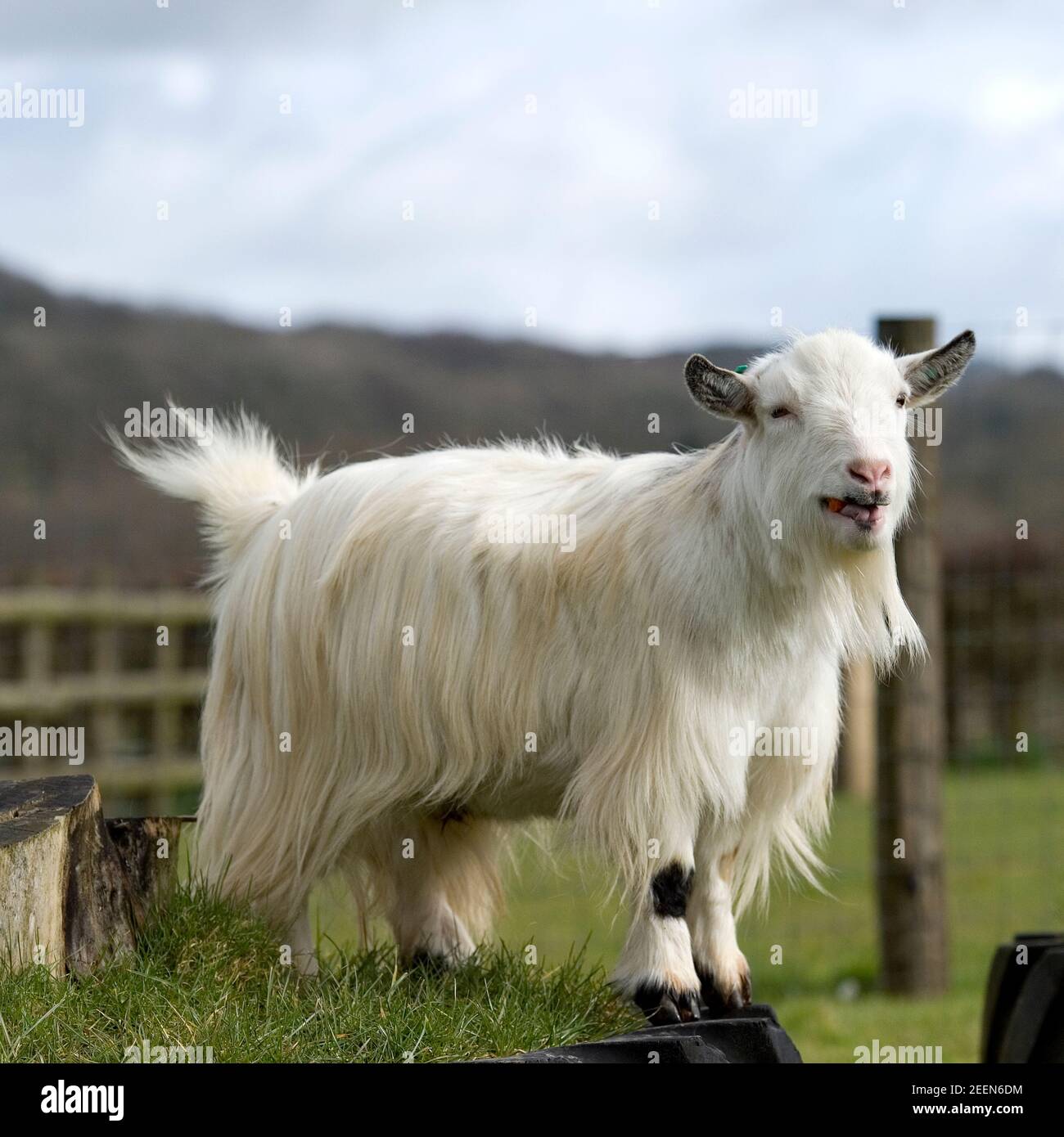 Hairy goat hi-res stock photography and images - Alamy