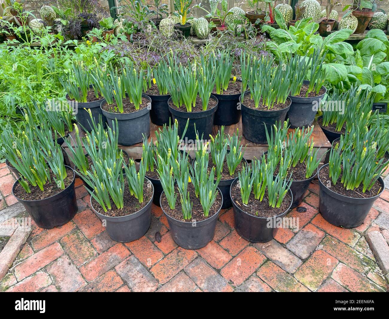 Old fashioned daffodil hi-res stock photography and images - Alamy