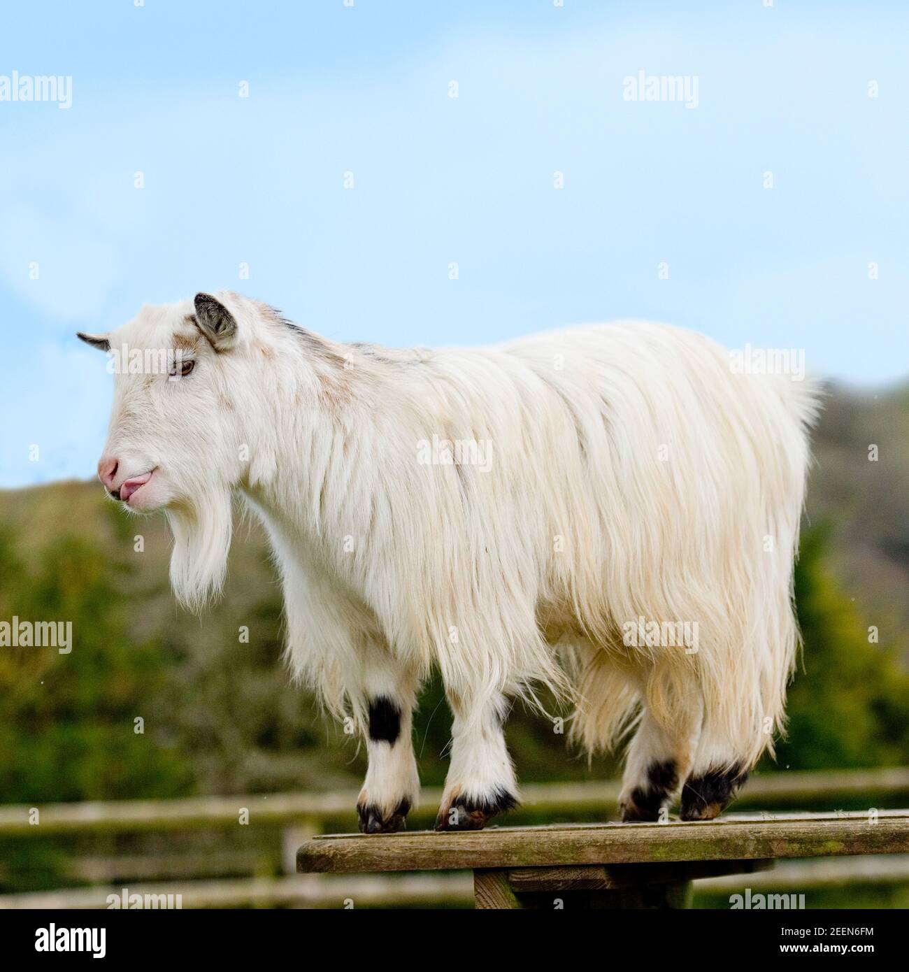 Hairy goat hi-res stock photography and images - Alamy