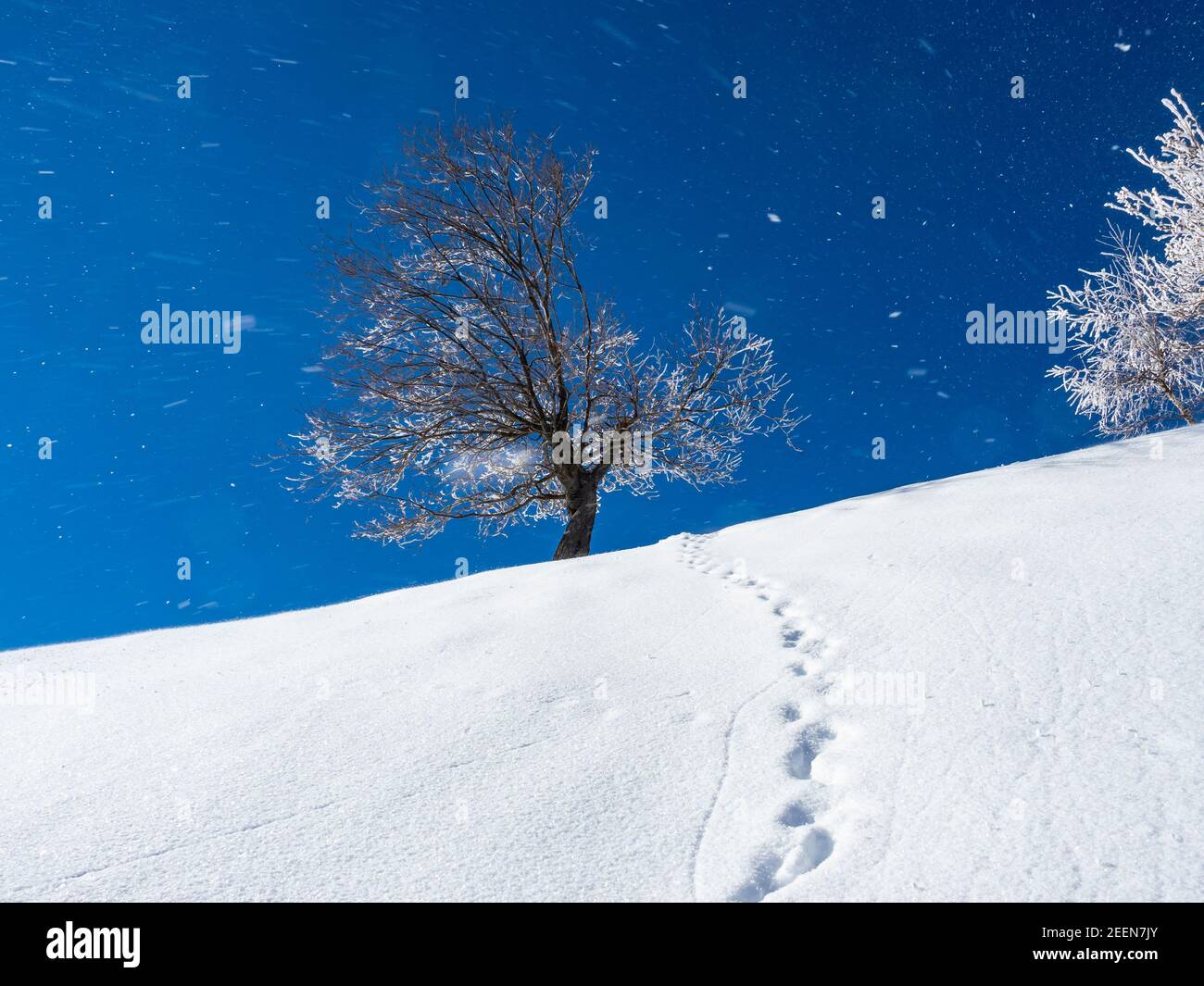 Tree in a snowy landscape in a windy day Stock Photo - Alamy