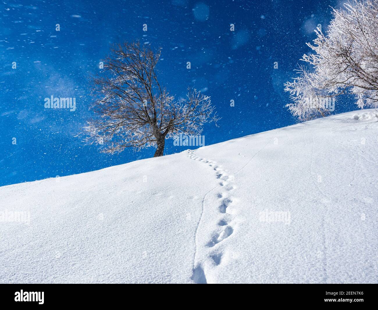 Tree in a snowy landscape ina windy day Stock Photo - Alamy