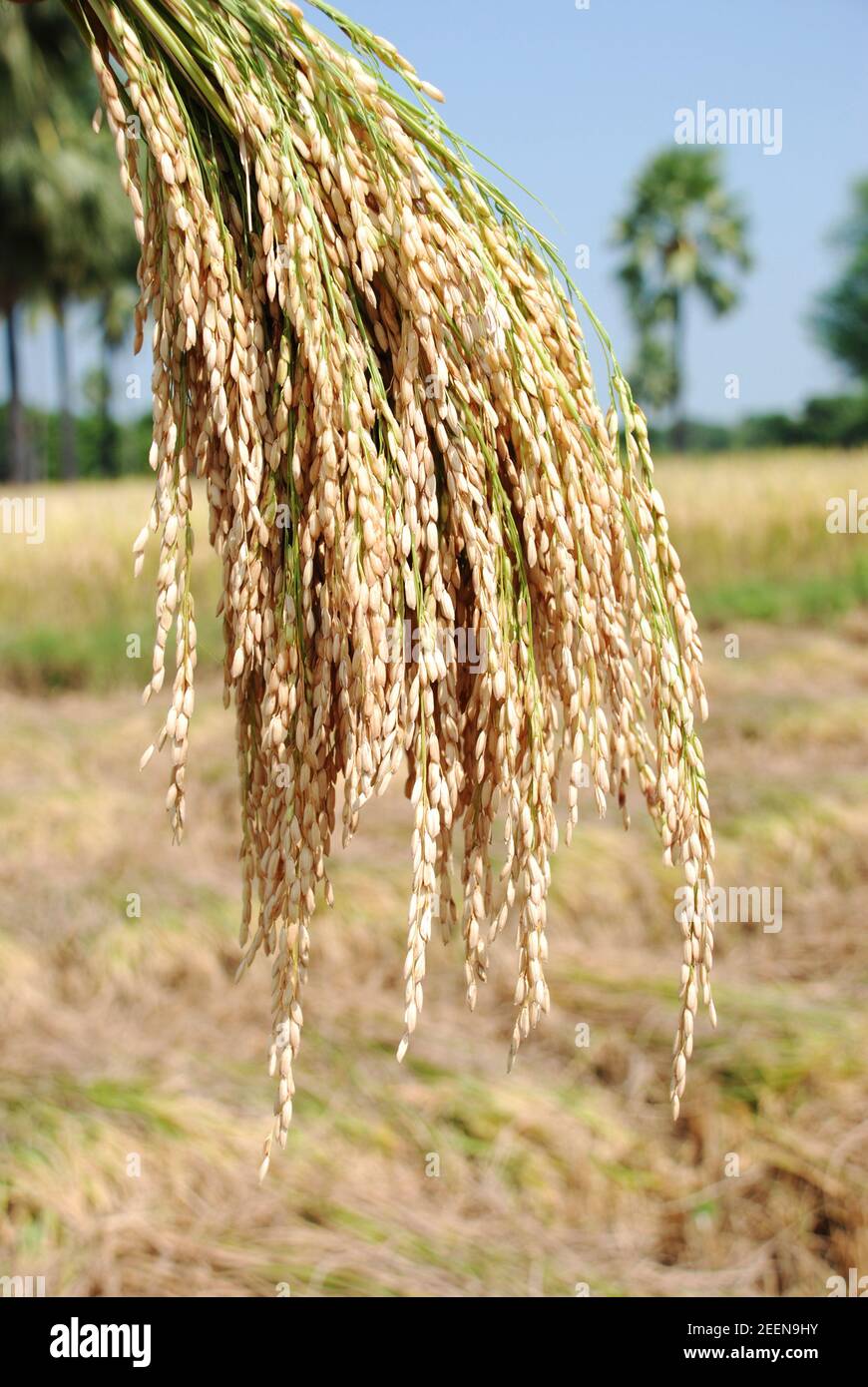 Vertical closeup shot of rice crop in South India Stock Photo - Alamy