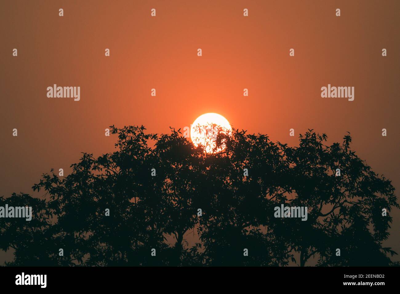 Mesmerizing view of an amazing red moon hiding behind a tree Stock ...