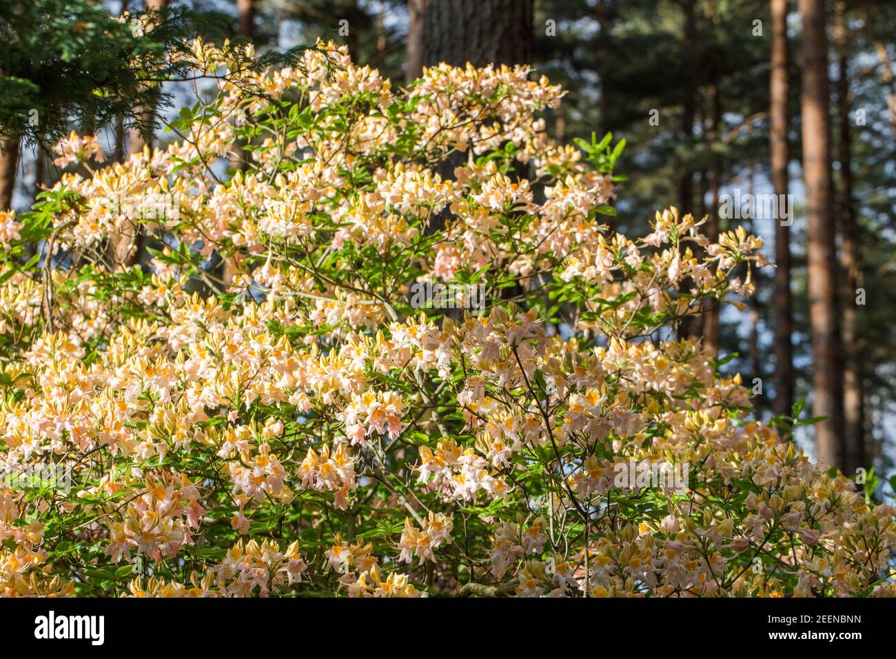 Yellow rhododendron with orange and white splashes Stock Photo - Alamy