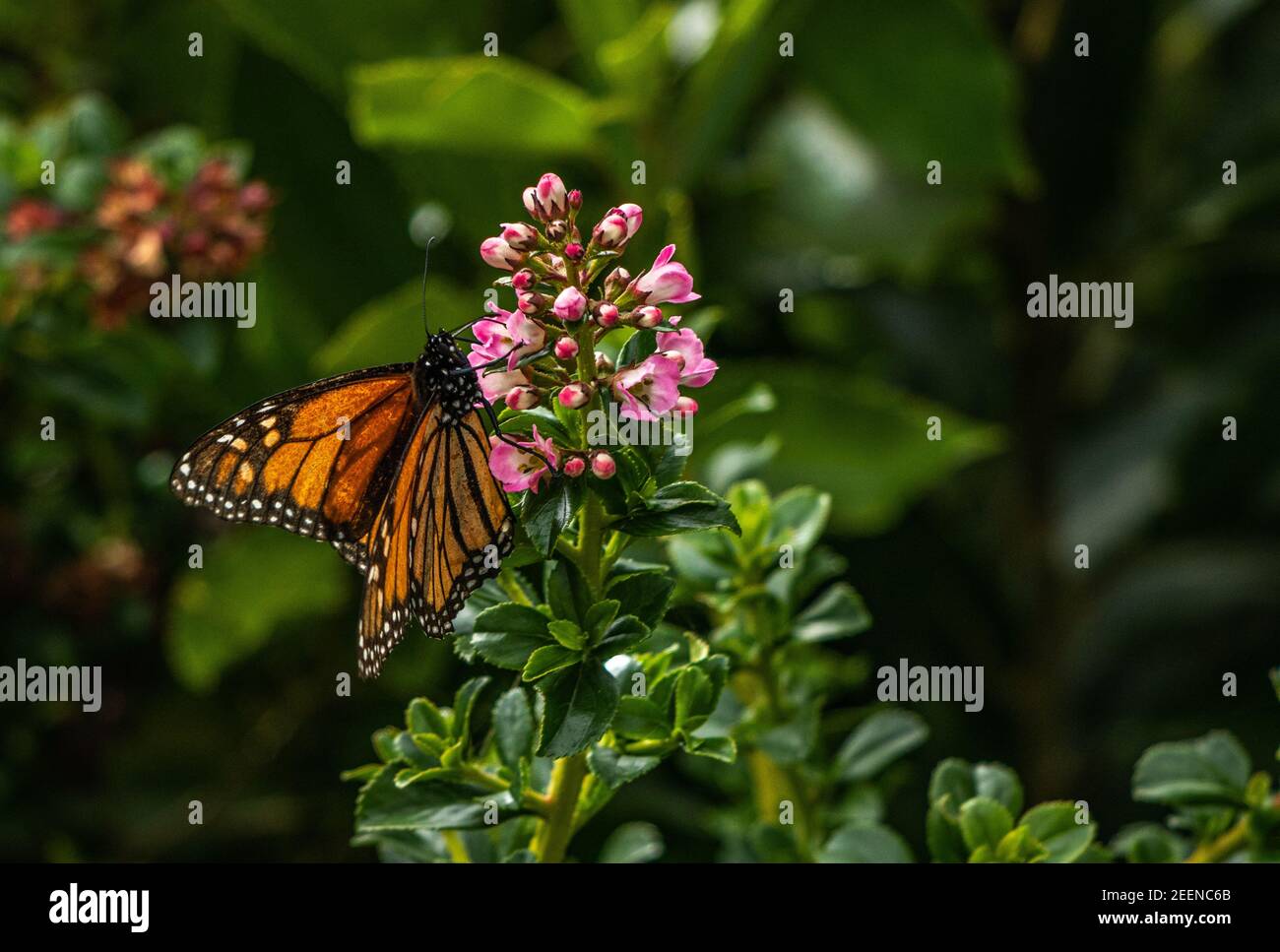 Butterfly Legs Close Up High Resolution Stock Photography and Images ...