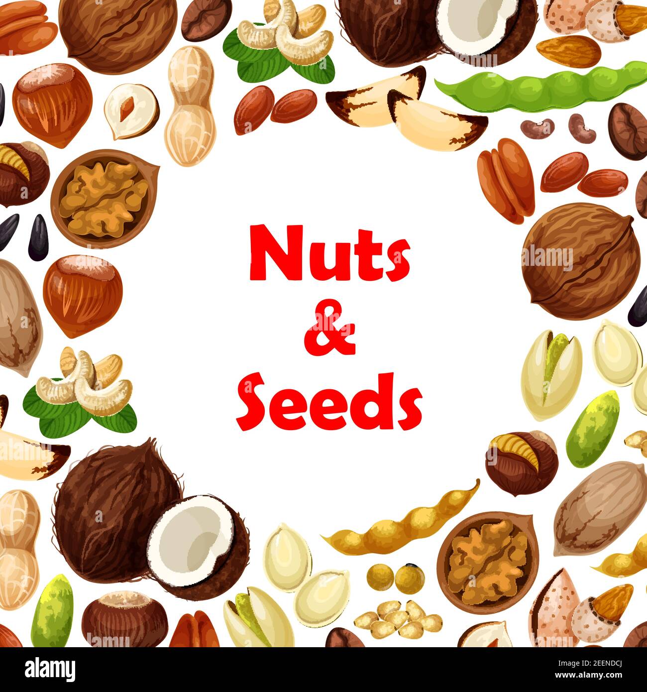 Nuts and fruit seeds poster. Vector walnut, hazelnut or peanut and ...