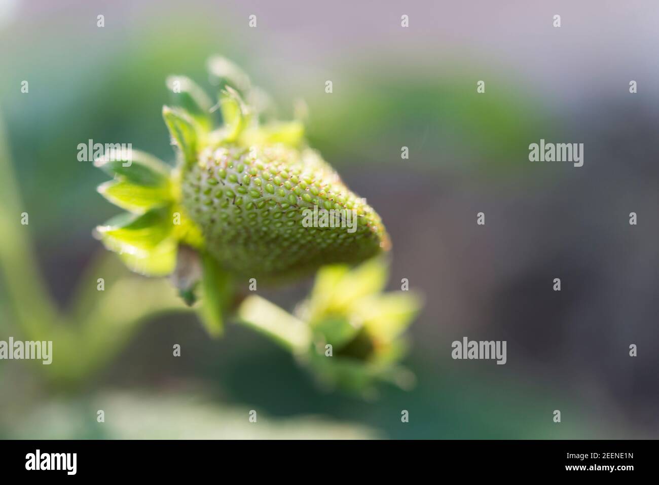 Strawberry Bud Seed High Resolution Stock Photography and Images - Alamy