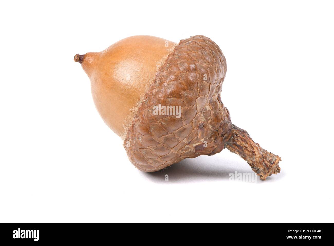 Acorn of an oak tree isolated on white background. High resolution ...