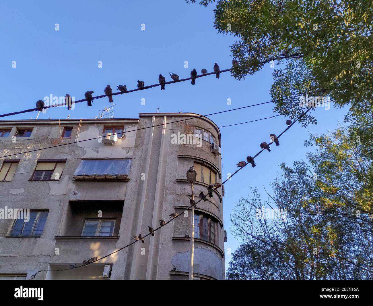 Low angle shot of birds perched on cable wires outside an old apartment ...