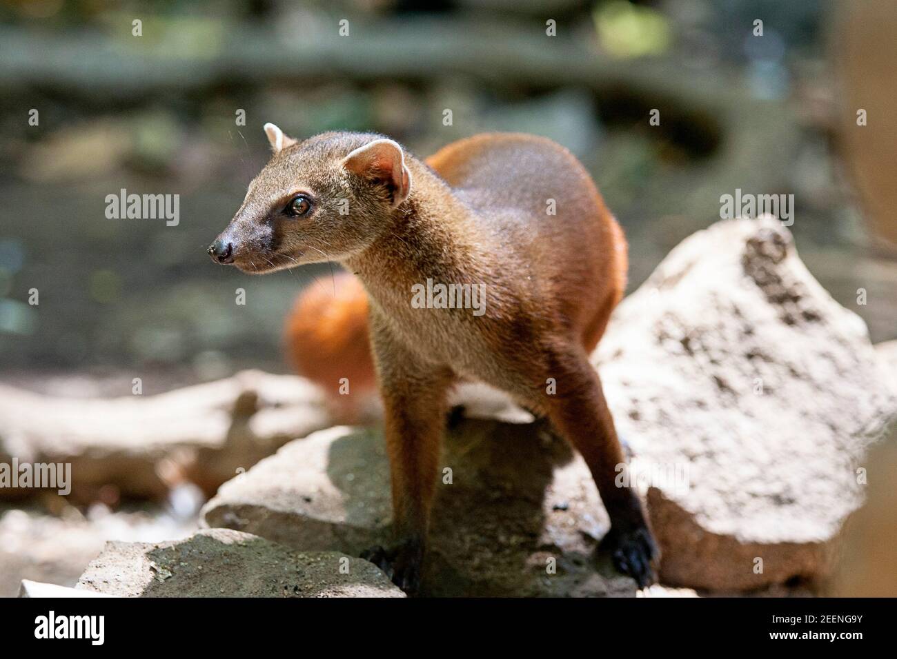 Ring tail mongoose hi-res stock photography and images - Alamy