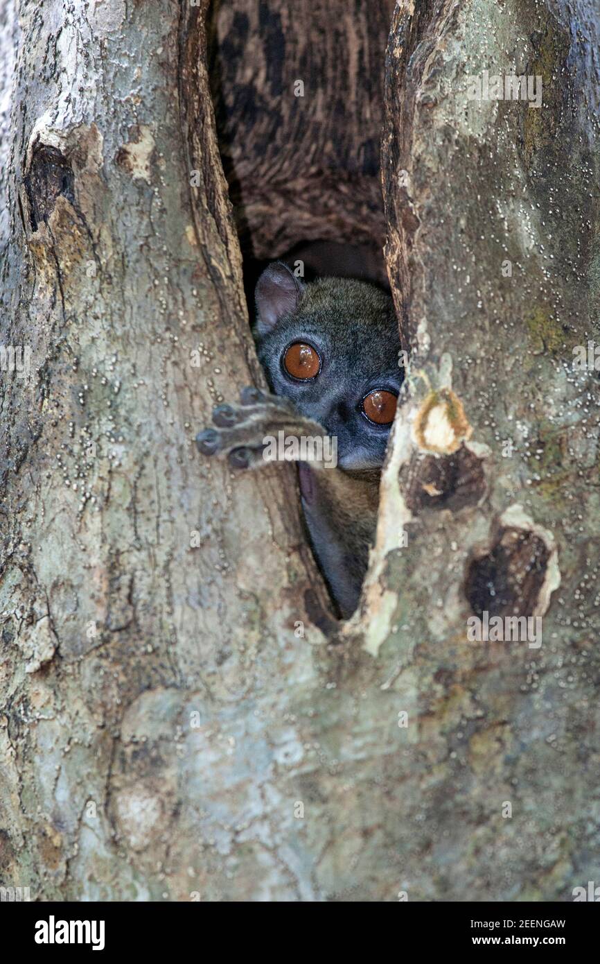 Cute brown sportive lemur hiding in the crevice of a tree trunk during ...