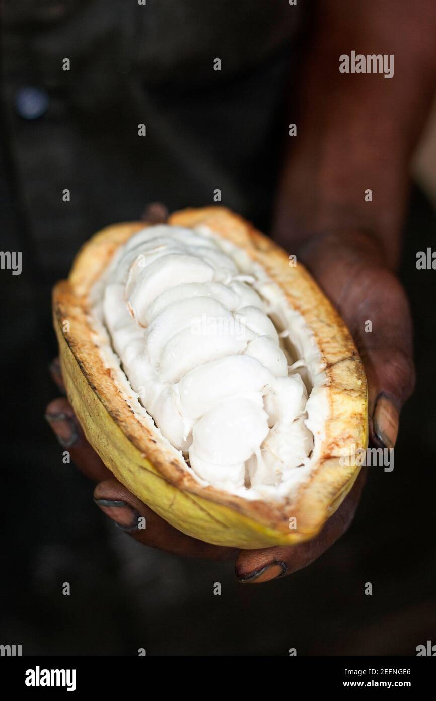 Cocoa pod workers hi-res stock photography and images - Alamy