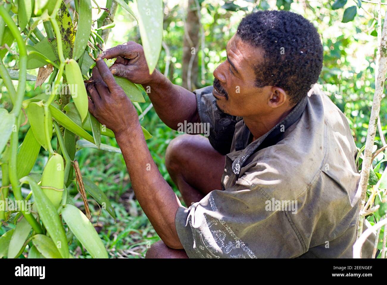 Manual pollination hi-res stock photography and images - Alamy