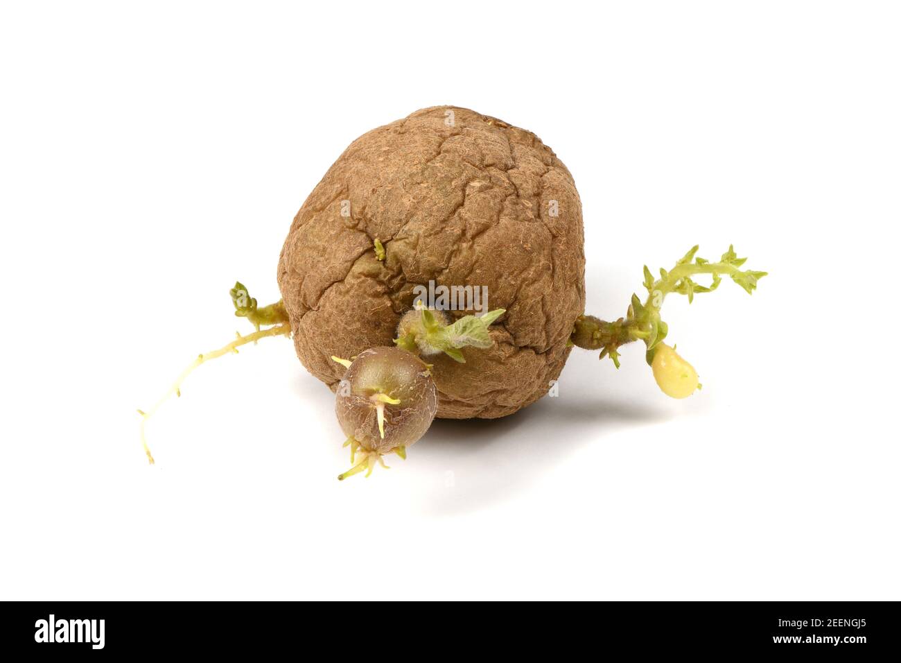 Old sprouted shriveled potatoes isolated on white background, old skin ...