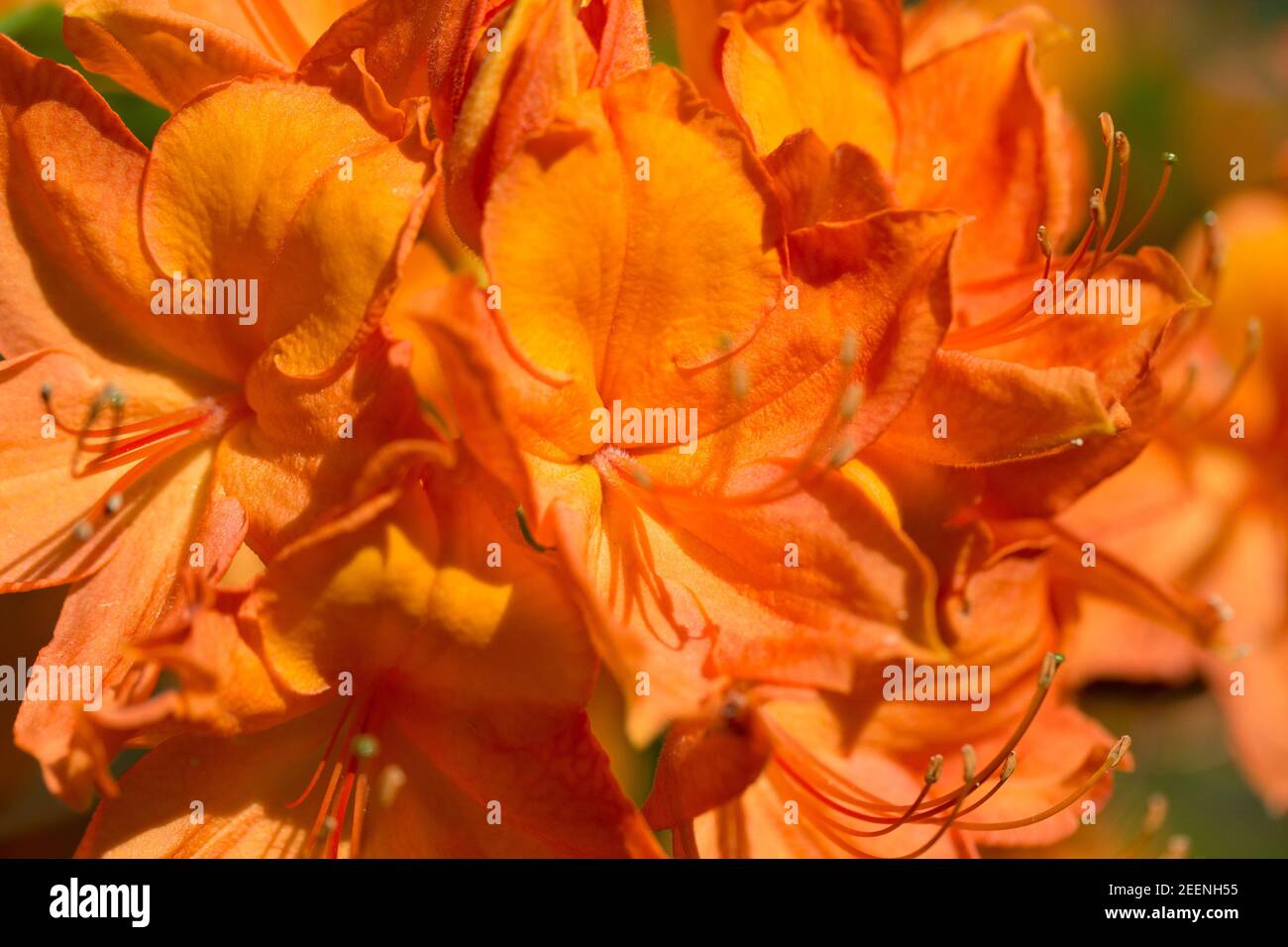 Fiery orange yellow flowers hi-res stock photography and images - Alamy